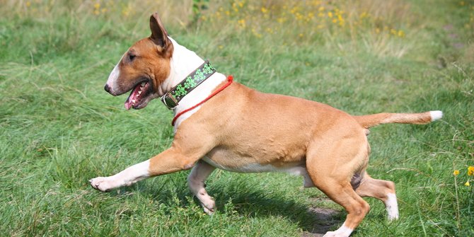 Tanda Anjing Sakit yang Harus Dikenali Pemilik, Segera Lakukan Ini | merdeka.com