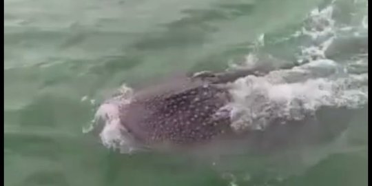 Bikin Heboh, Begini Momen Detik-detik Munculnya Hiu Tutul yang Terekam ...