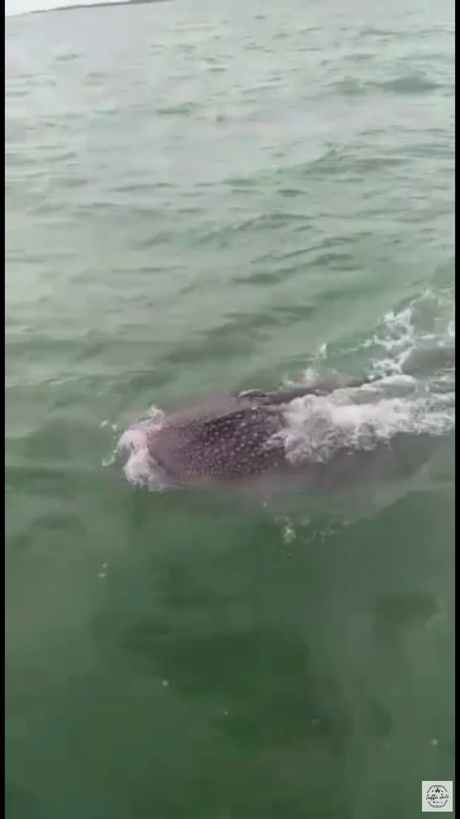 Bikin Heboh, Begini Momen Detik-detik Munculnya Hiu Tutul yang Terekam ...