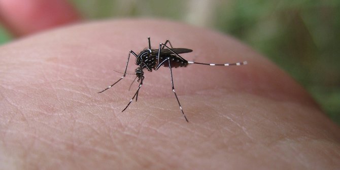Virus Zika adalah Penyakit yang Ditularkan Melalui Gigitan Nyamuk ...