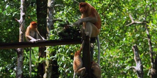 Tarakan Punya Ecotourism, Bisa Pelajari Mangrove hingga Bekantan ...
