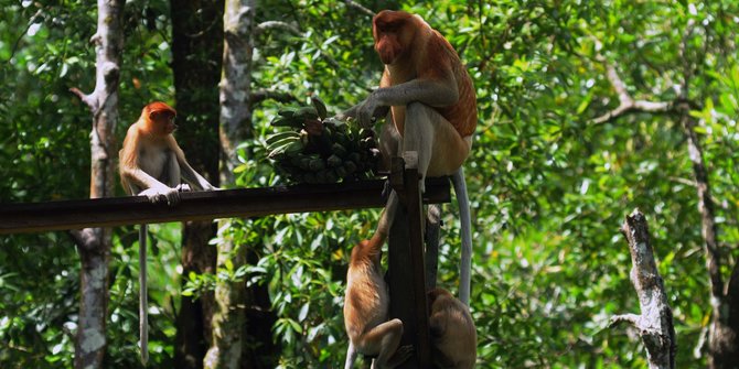 Tarakan Punya Ecotourism, Bisa Pelajari Mangrove hingga Bekantan ...