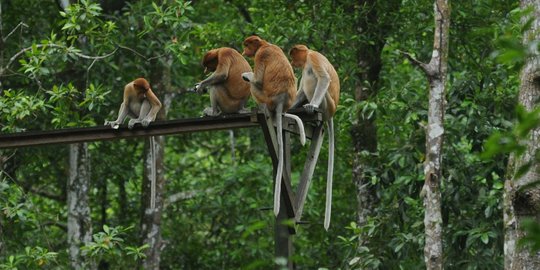 Dongkrak Perekonomian Daerah, Pemkot Tarakan Kembangkan Sektor ...