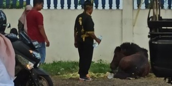 Seekor Kuda Mati saat Prosesi Ritual Adat Puter Kayun di Banyuwangi ...
