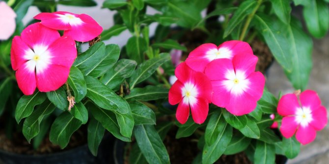 Cara Menanam Bunga Vinca dari Biji dan Tips Perawatannya | merdeka.com