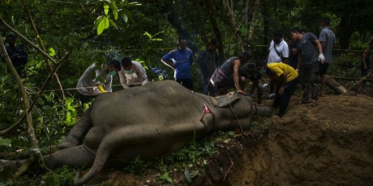 Gajah Mati di Aceh Ternyata Dibunuh Pemburu untuk Diambil Gadingnya | merdeka.com