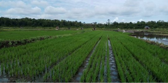 Optimasi Lahan Rawa Tingkatkan Produktivitas Pertanian di Tapanuli Tengah | merdeka.com