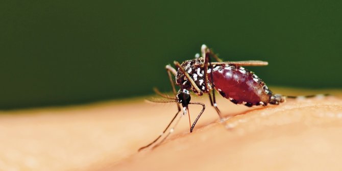 Contoh Simbiosis Parasitisme dan Jenisnya, Perlu Diketahui | merdeka.com