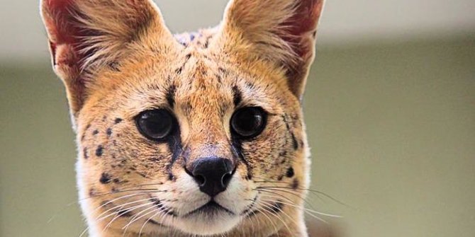 Harga Kucing Serval Beserta Karakter dan Cara Merawatnya, Ketahui ...