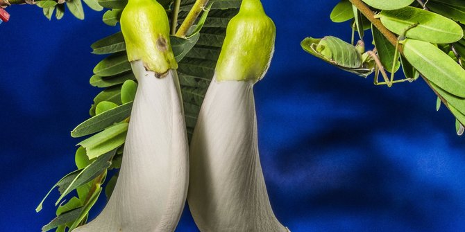 Resep Bunga Turi yang Lezat dan Tidak Pahit, Mudah Dibuat | merdeka.com