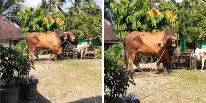 Tingginya Hampir Capai Atap Rumah, Sapi Kurban Raksasa Ini Curi ...