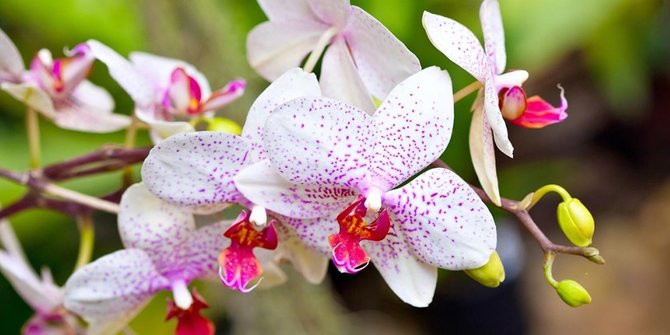 Ciri-ciri Bunga Anggrek Berdasarkan Jenisnya, Ketahui Cara Perawatannya ...