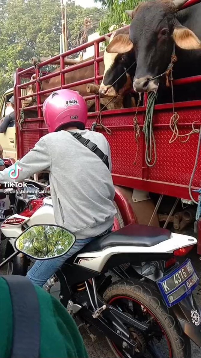 Bikin Ngakak, Sapi Kurban Ini Ganggu Pengendara Motor saat Diangkut ...