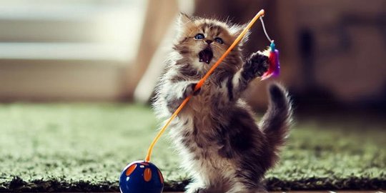 Panduan Makanan Kucing Kitten yang Patut Diperhatikan, Jangan Sampai ...