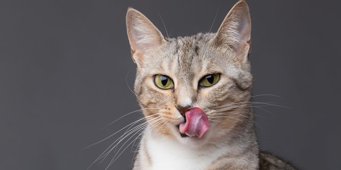 Kucing Bersin bisa Jadi Tanda Adanya Infeksi di Saluran Pernapasan, Ini ...