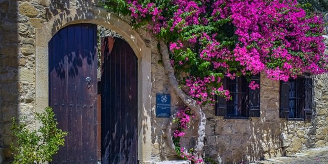 6 Cara Merawat Tanaman Rambat dengan Mudah, Berikut Selengkapnya ...