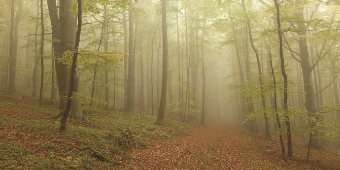 Manfaat Hutan Sabana, Ini Pengertian Lengkap dengan Ciri-Cirinya ...