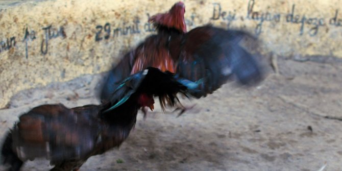 Mulai dari Adu Kekuasaan hingga Perjudian, Ini Sejarah Sabung Ayam di ...
