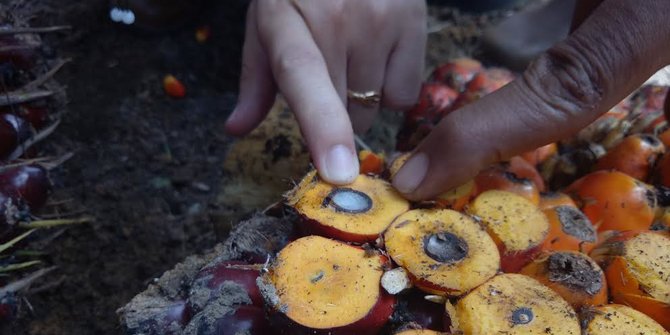 Minyak Makan Merah Bisa Dijual Rp9.000 per Liter | merdeka.com