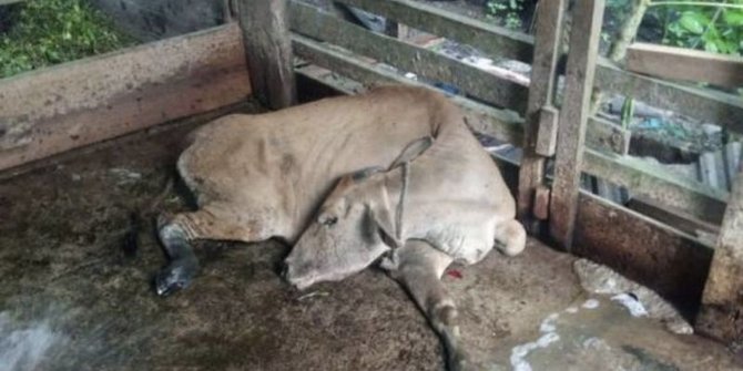 Sapi Bantuan Baznas Terjangkit Penyakit Mulut Kuku | merdeka.com