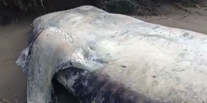 Paus Mati Terdampar di Banyuwangi Belum Dievakuasi, Kondisinya Miris ...