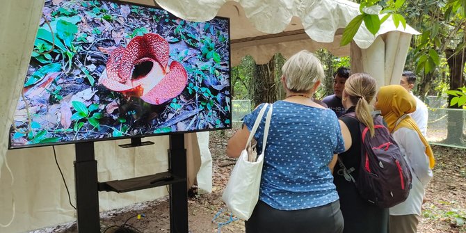 Melihat Indahnya Rafflesia Arnoldi Mekar Pertama Kali di Kebun Raya ...