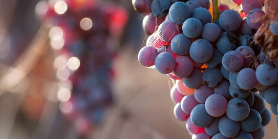 12 Manfaat Anggur Merah untuk Kesehatan Tubuh, Baik untuk Kulit