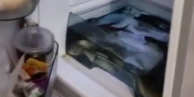 Unik & Kreatif, Begini Cara Orang Simpan Ikan Hidup di Kulkas agar ...