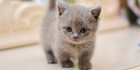 6 Ras Kucing Pendek, Pahami Kelebihan dan Risiko Pelihara Tiap Rasnya ...