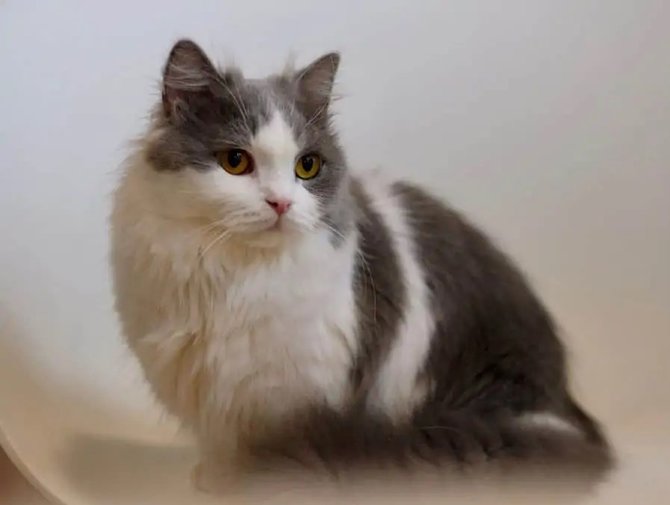 6 Ras Kucing Pendek, Pahami Kelebihan dan Risiko Pelihara Tiap Rasnya ...