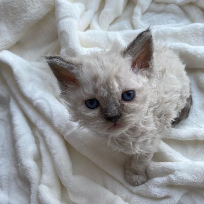 6 Ras Kucing Pendek, Pahami Kelebihan dan Risiko Pelihara Tiap Rasnya ...