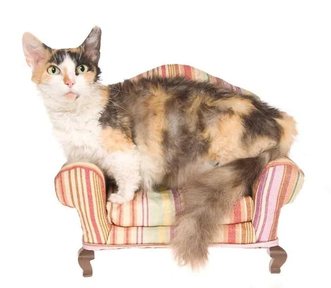 6 Ras Kucing Pendek, Pahami Kelebihan dan Risiko Pelihara Tiap Rasnya ...