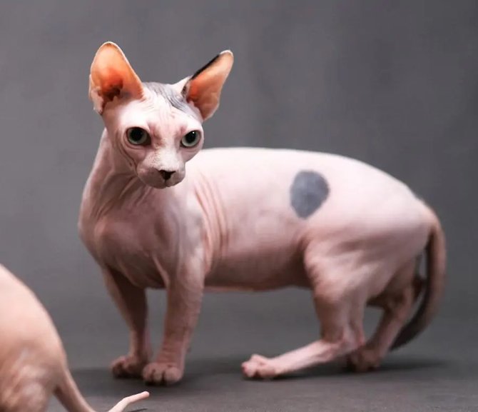 6 Ras Kucing Pendek, Pahami Kelebihan dan Risiko Pelihara Tiap Rasnya ...