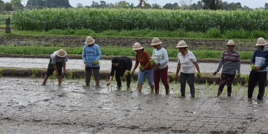 Puan Maharani Tanam Padi Bersama Petani Desa Sedang di Bali | merdeka.com