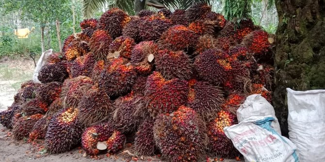 Bocoran Menko Airlangga: Pungutan Ekspor CPO Gratis Hingga Akhir Tahun | merdeka.com