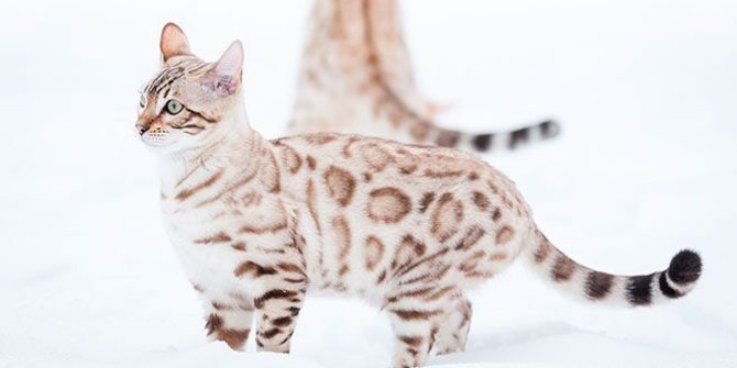 Jenis Kucing Bengal Putih dan Karakteristiknya, Ras Unik nan Langka ...