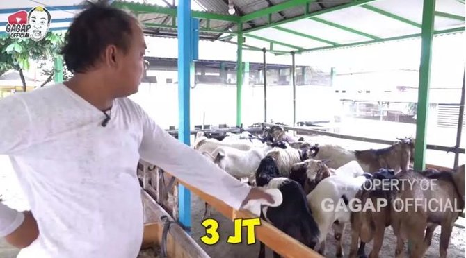 Ada Sapi hingga Cupang, Ini Potret Peternakan Milik Azis Gagap | merdeka.com