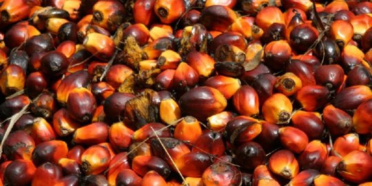 Minyak Makan Merah, Punya Banyak Nutrisi Tapi Bau Menyengat | merdeka.com