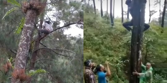 Viral Pria Tinggal di Atas Pohon Pinus setinggi 20 M, Begini Kondisinya Kini | merdeka.com