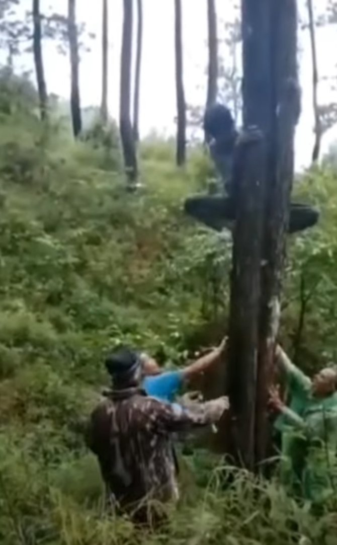 Viral Pria Tinggal di Atas Pohon Pinus setinggi 20 M, Begini Kondisinya Kini | merdeka.com
