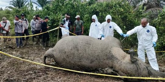 Gajah Sumatera Mati, Lidah Membiru dan Pendarahan di Lambung