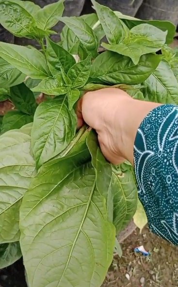 Jadi Konten Kreator di Kalimantan Utara, Simak Deretan Aksi Norlela ...