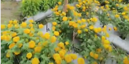 Menilik Flower Festival Banyuwangi, Kebun Desa Penuh dengan Bunga ...