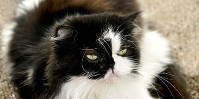 Karakteristik Kucing Himalaya Hitam dan Cara Merawatnya, Ras Campuran ...