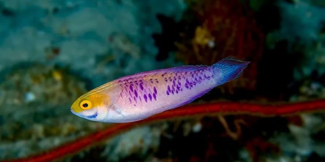 Ikan Warna Warni dari Maladewa Ini Punya Kemampuan Ubah Jenis ...