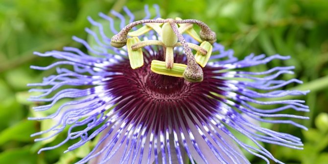 Passion Flower adalah Bunga Ungu yang Diklaim Punya Manfaat Kesehatan ...
