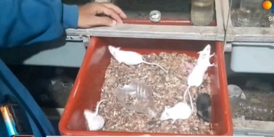 Unik, Pria di Solo Budidaya Tikus yang Ternyata Banyak Manfaatnya ...