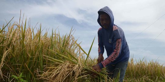 Hadapi Resesi dengan Lumbung Padi | merdeka.com