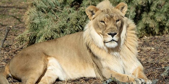 Singa Betina Berusia 18 Tahun di AS Bisa Tumbuhkan Surai | merdeka.com