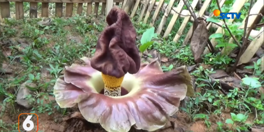 Bunga Bangkai di Pekarangan Rumah Warga Cianjur Ini Tumbuh Sempurna ...